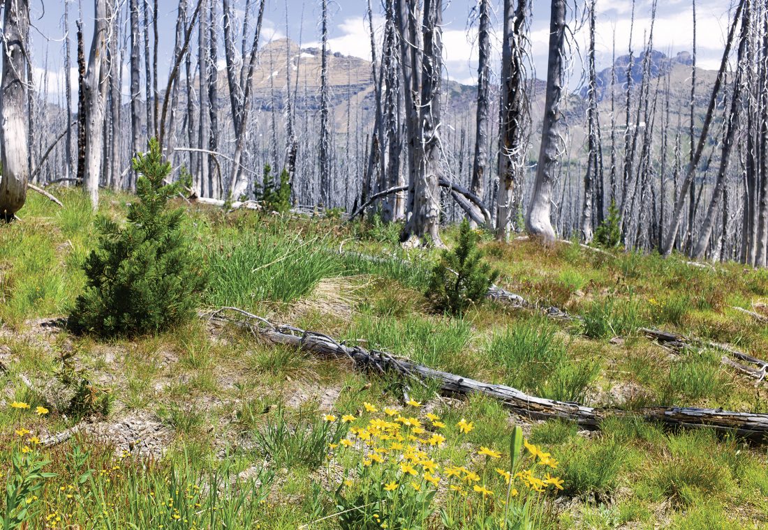 Glacier at forefront of whitebark pine tree conservation | News, Sports ...